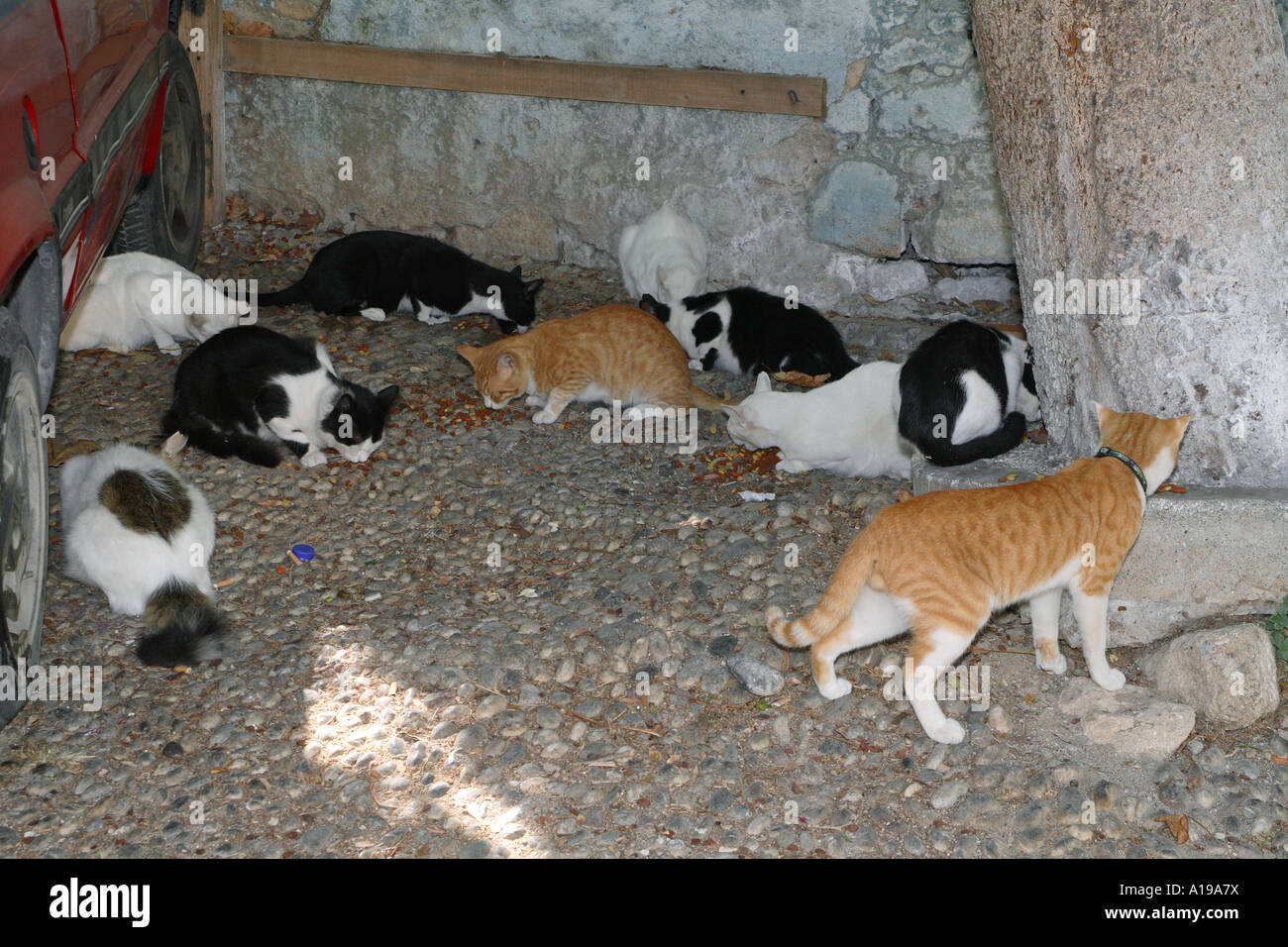 several cats - munching Stock Photo - Alamy