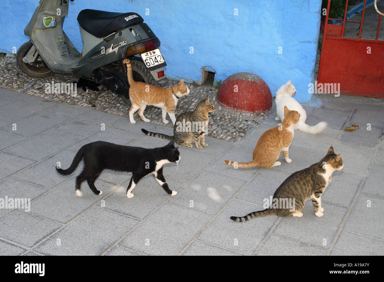 Several cats in house hi-res stock photography and images - Alamy
