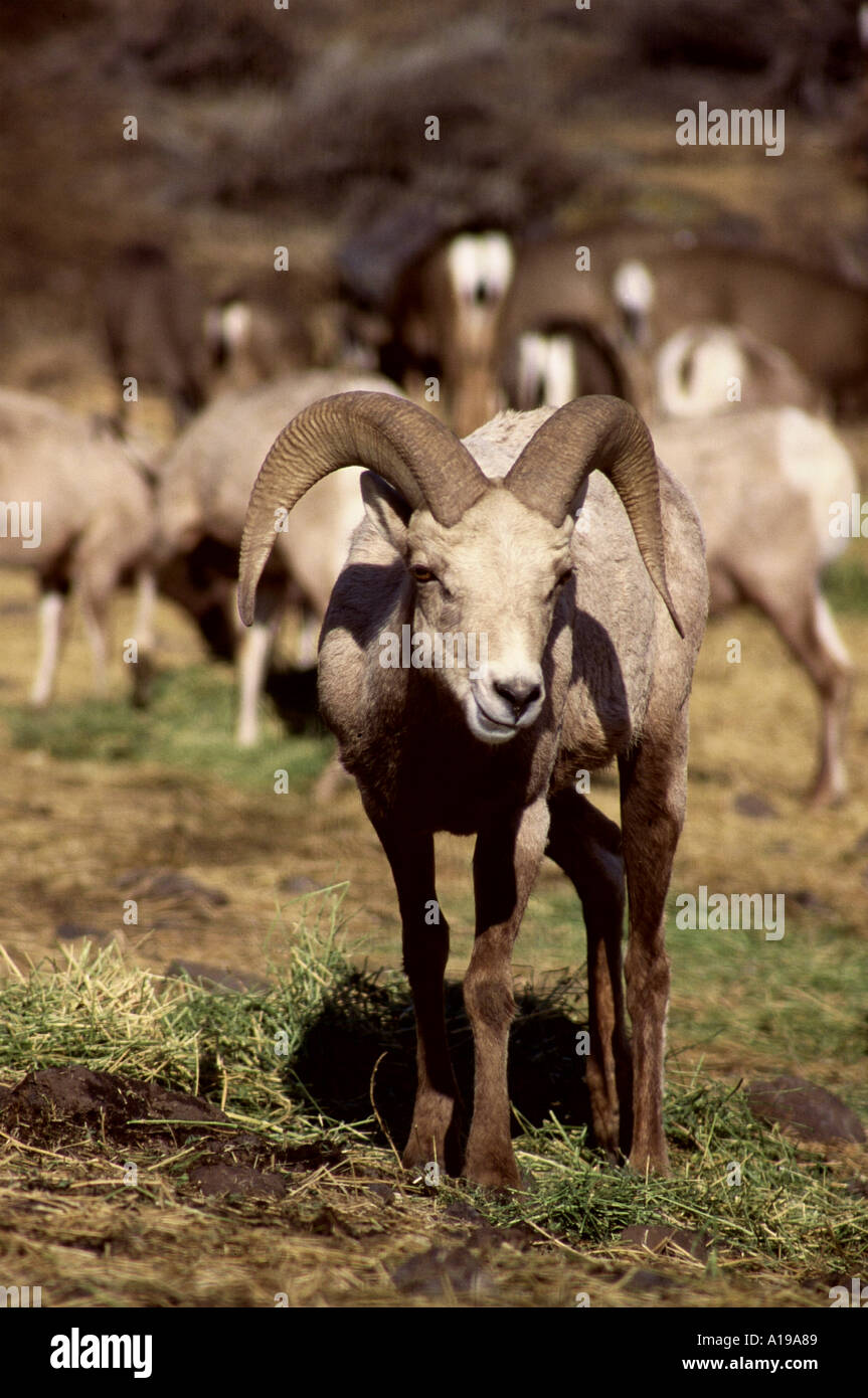 Big sheep creek hi-res stock photography and images - Alamy