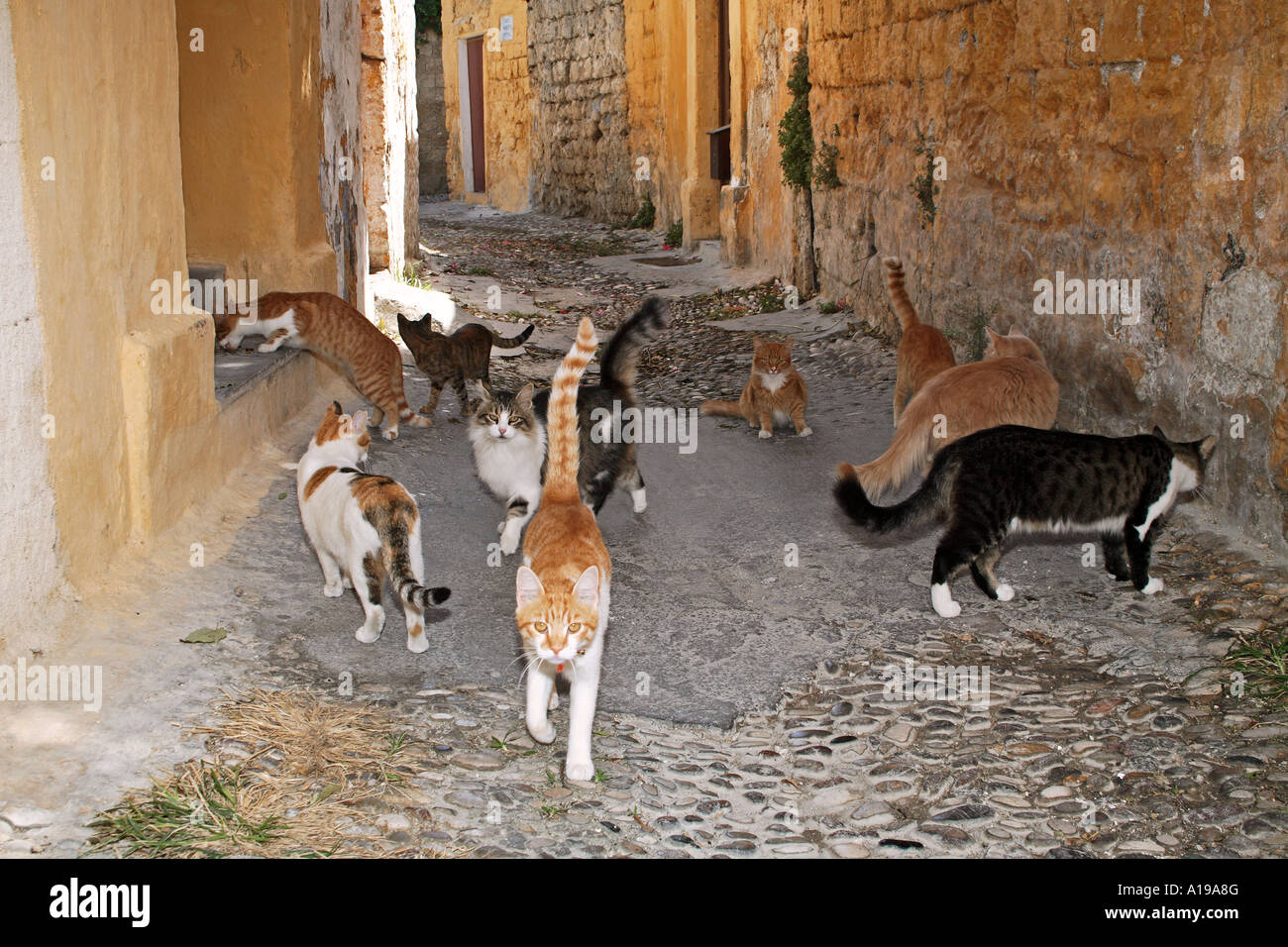 several cats in alley Stock Photo - Alamy