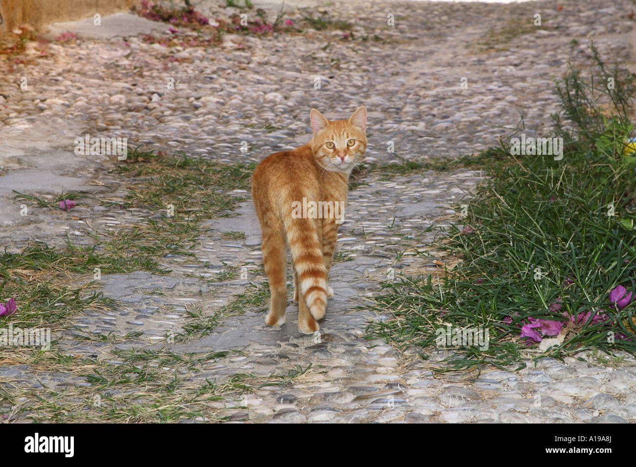 Cat Standing From Behind