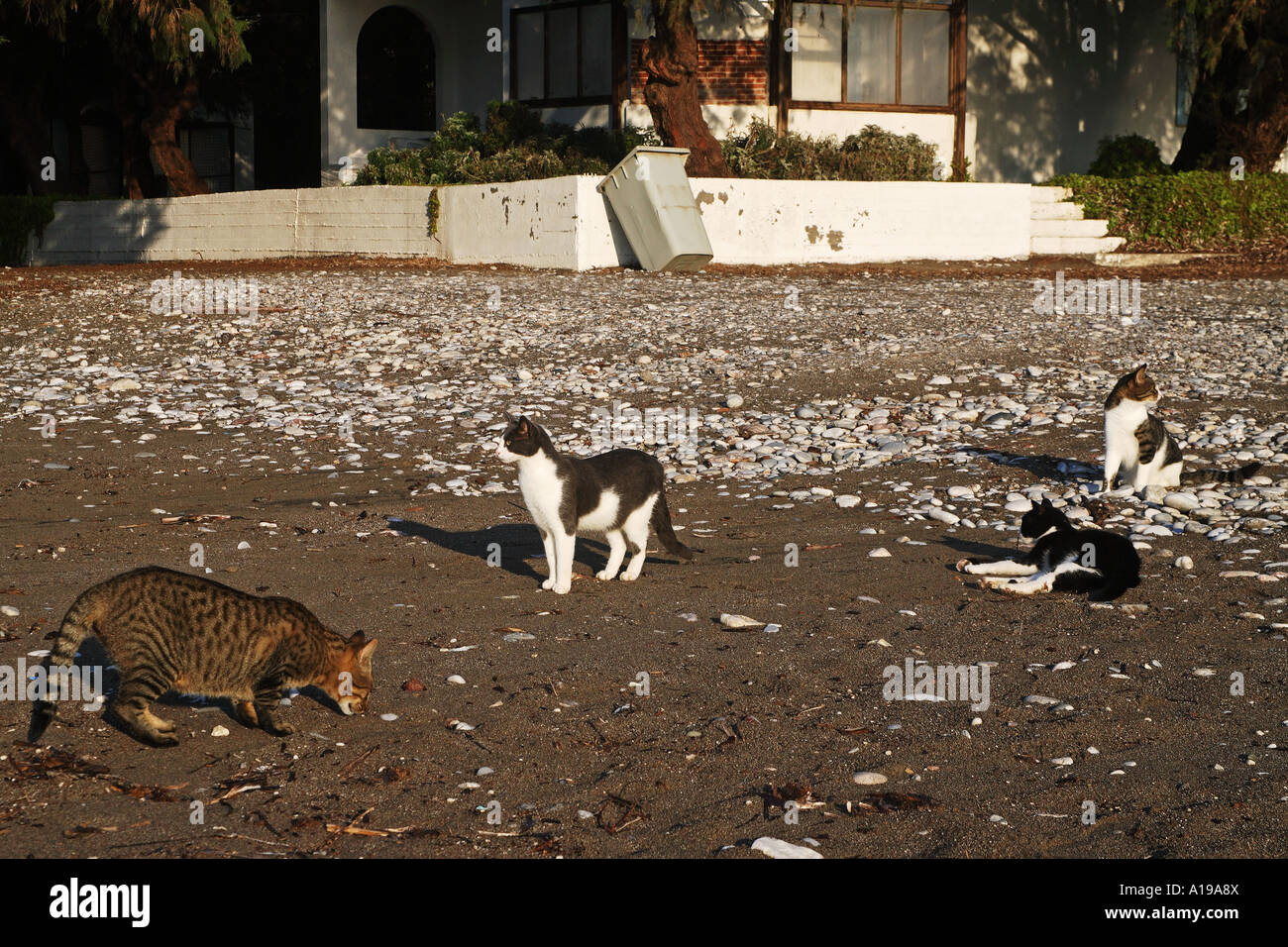 4 cats hi-res stock photography and images - Alamy