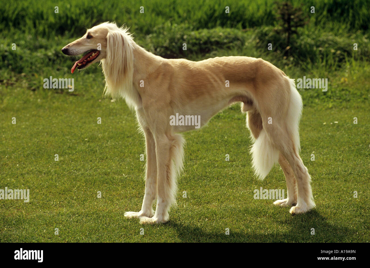 How Far Can A Saluki Run