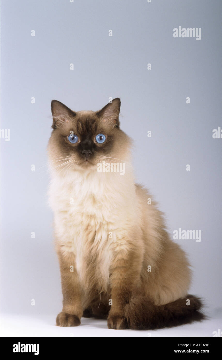 Ragdoll cat - sitting - cut out Stock Photo - Alamy