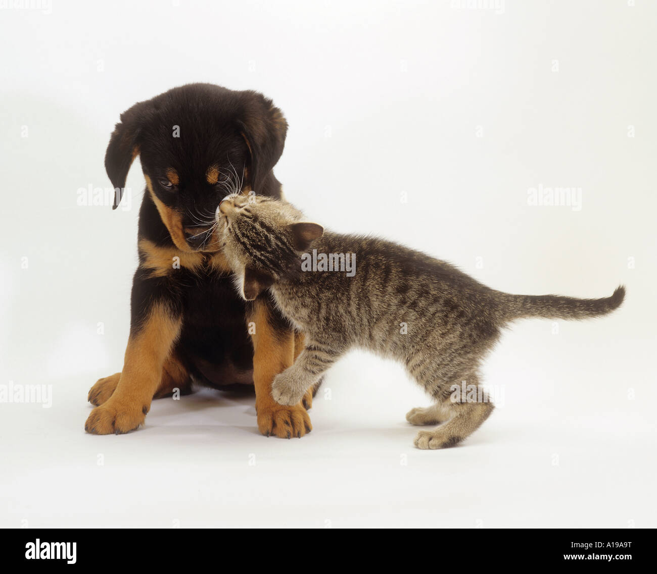 Rottweiler puppy and young domestic cat playing Stock Photo - Alamy