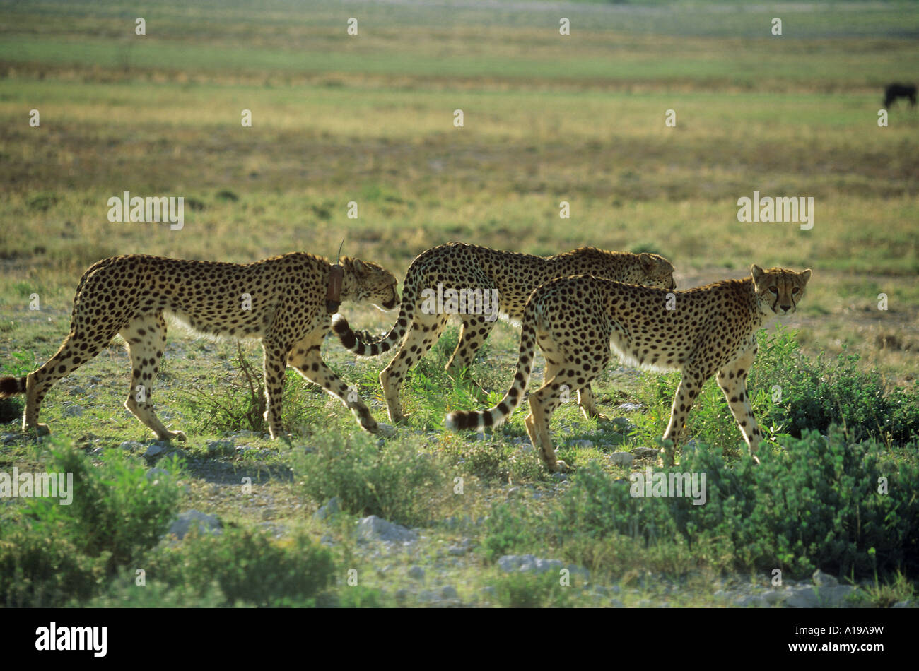 three cheetahs / Acinonyx jubatus Stock Photo - Alamy