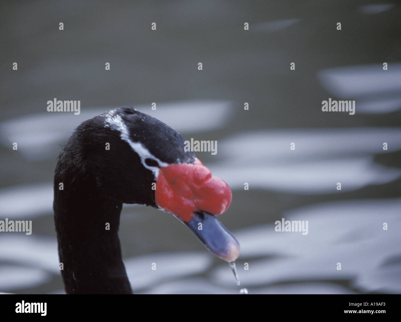 Face of Bird Stock Photo - Alamy