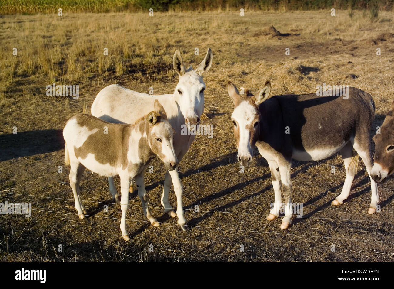 Three donkeys, Brittany, France Stock Photo - Alamy