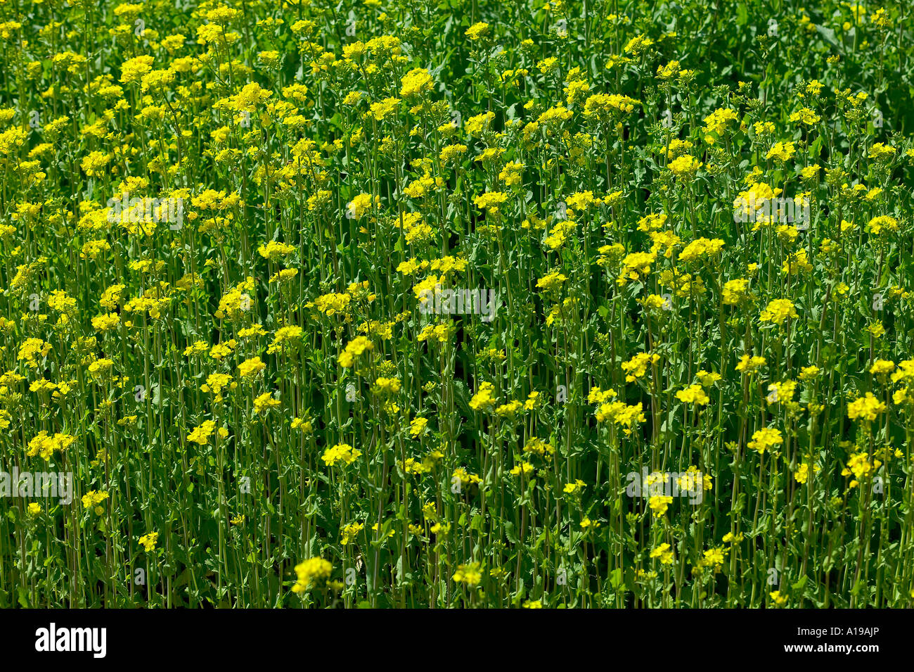 GERMANY BADEN-WÜRTTEMBERG BLOOMING MUSTARD FIELD IN SPRINGTIME Stock ...