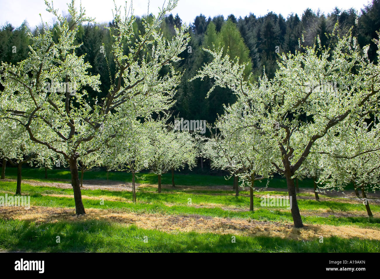 GERMANY BADEN-WÜRTTEMBERG ORCHARD WITH BLOOMING APPLE TREES IN ...