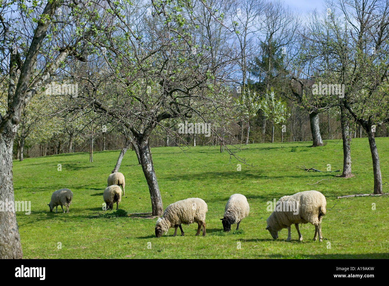 GERMANY BADEN-WÜRTTEMBERG SHEEP GRAZING ON A ORCHARD WITH BLOOMING ...