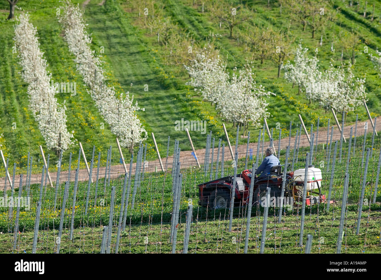 GERMANY BADEN-WÜRTTEMBERG FARMER WEEDING VINEYARD WITH A TRACTOR AND ...