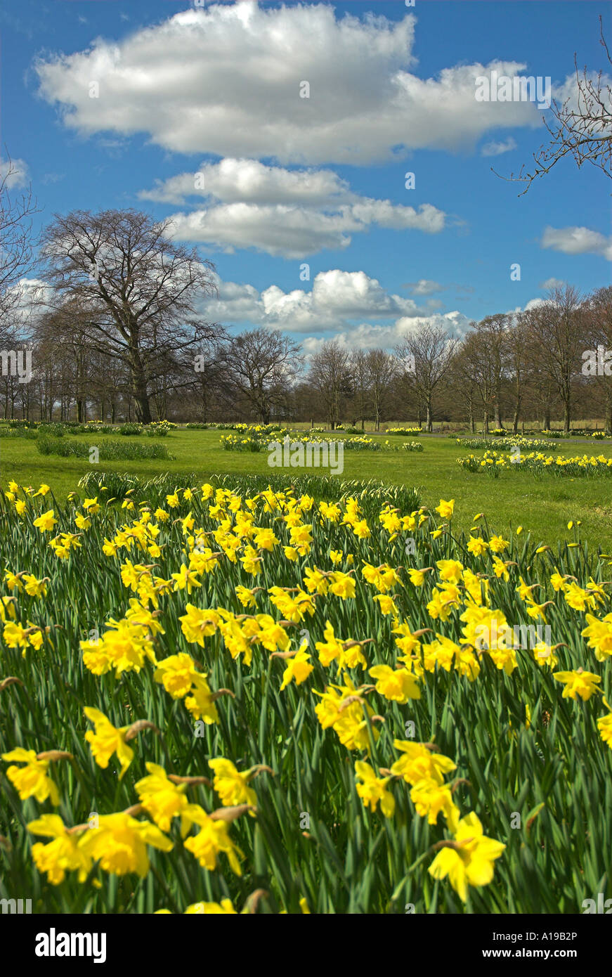Daffodils Paxton Scottish Borders Stock Photo - Alamy