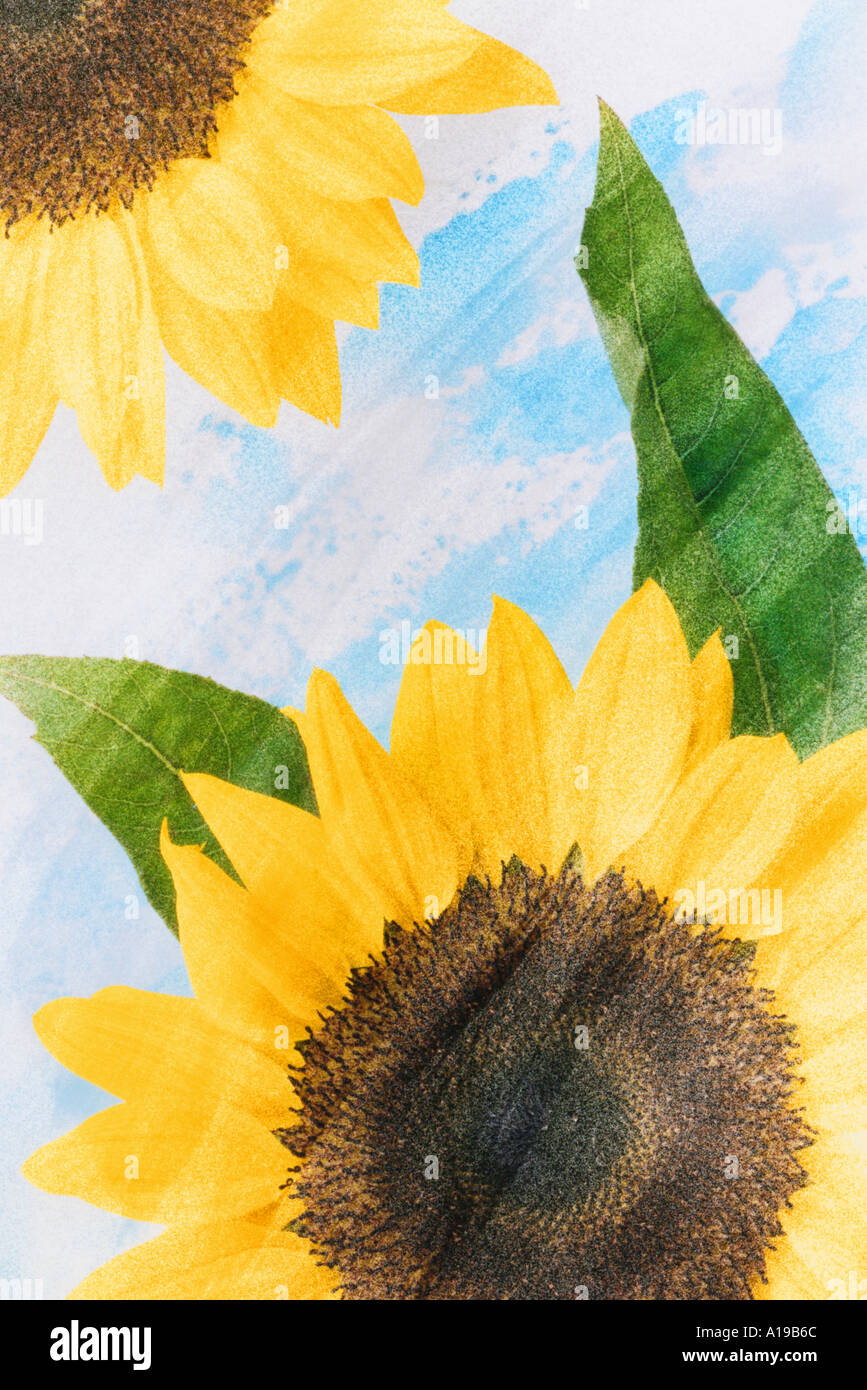 Still life with two sunflowers hi-res stock photography and images - Alamy