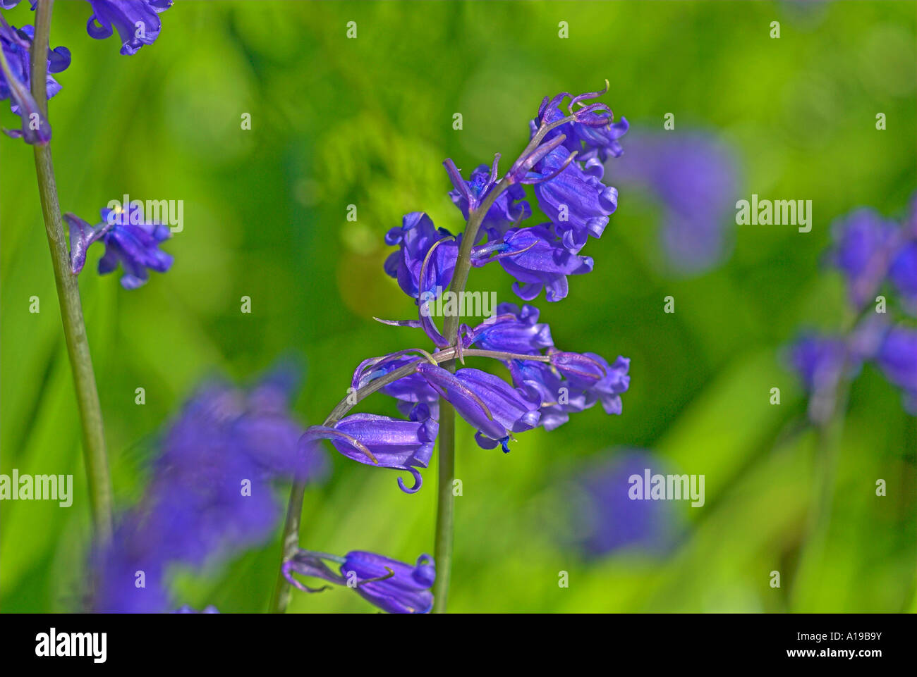 Bluebells in woods Achamore House IUsle of Gigha Argyll & Bute Scotland ...