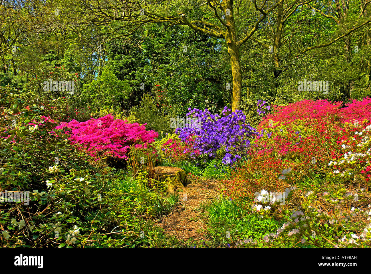 Flowers at Achamore House Isle of Gigha Argyll & Bute Scotland Stock ...