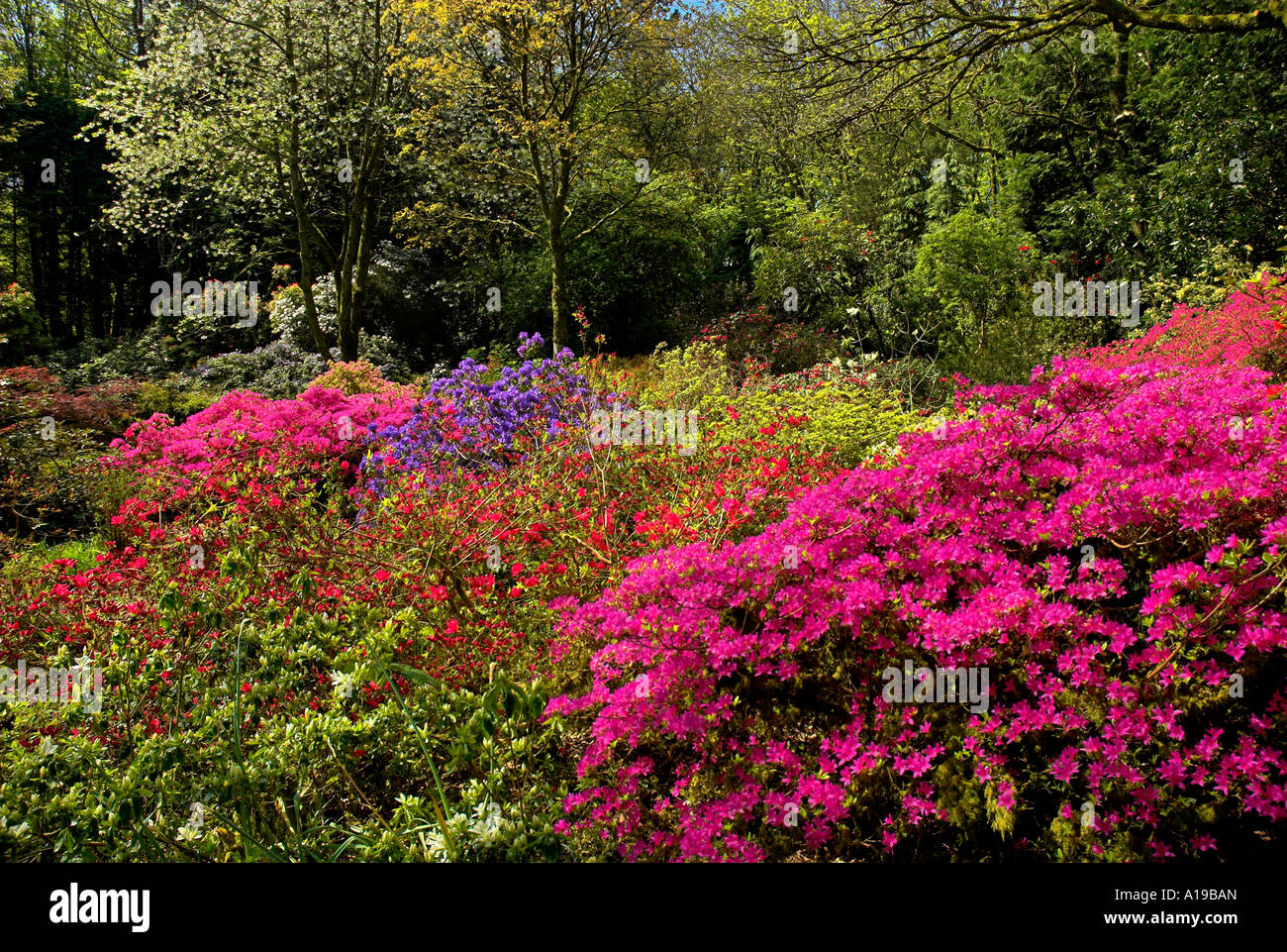 Flowers at Achamore House Isle of Gigha Argyll & Bute Scotland Stock ...