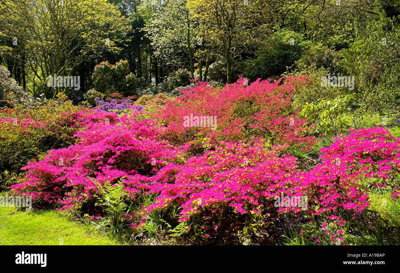 Flowers at Achamore House Isle of Gigha Argyll & Bute Scotland Stock ...