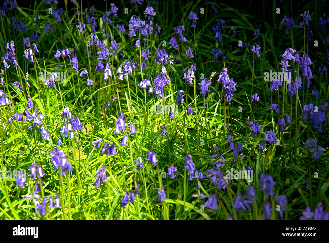 Achamore garden gigha hi-res stock photography and images - Alamy