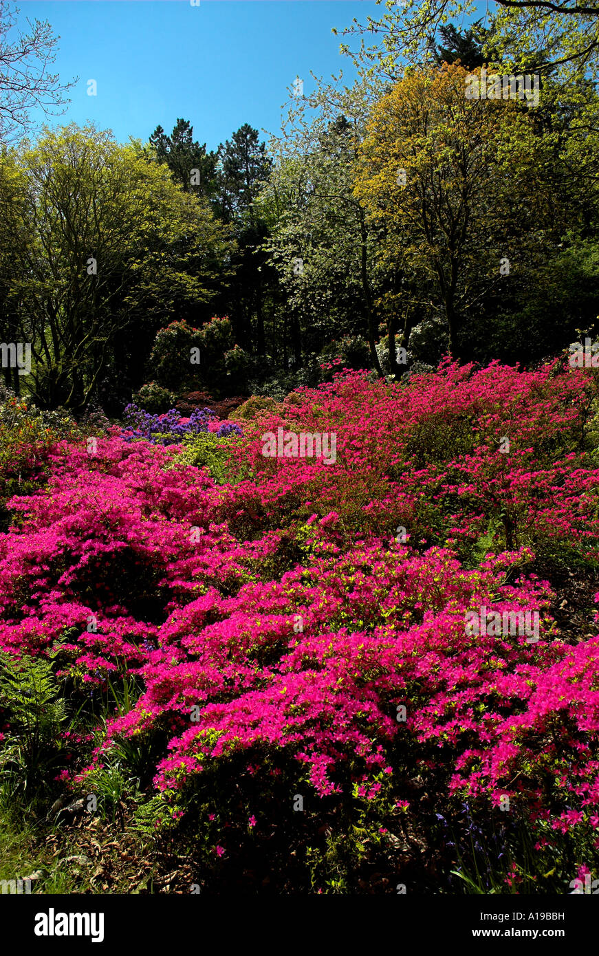 Flowers at Achamore House Isle of Gigha Argyll & Bute Scotland Stock ...