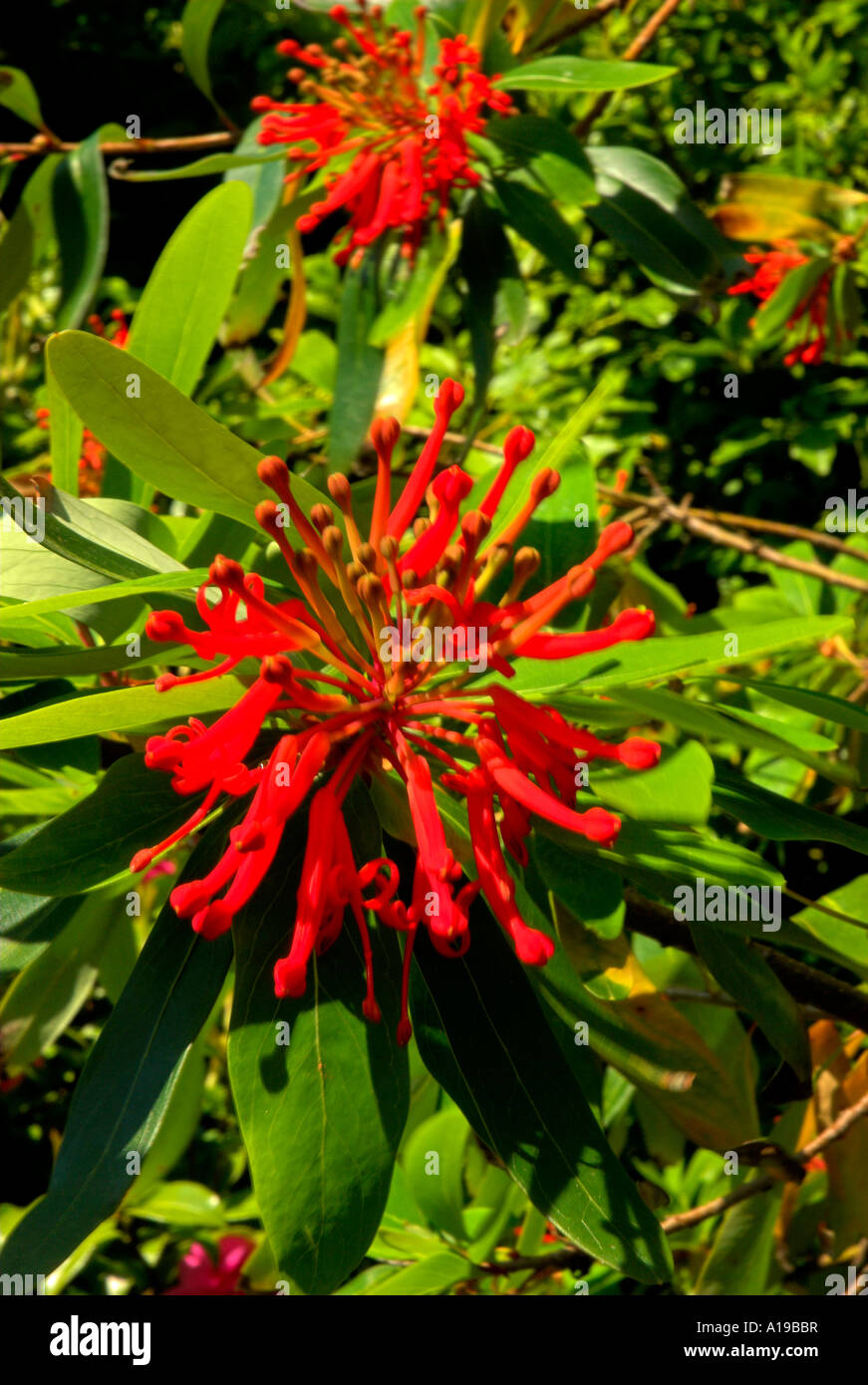 Achamore garden gigha hi-res stock photography and images - Alamy