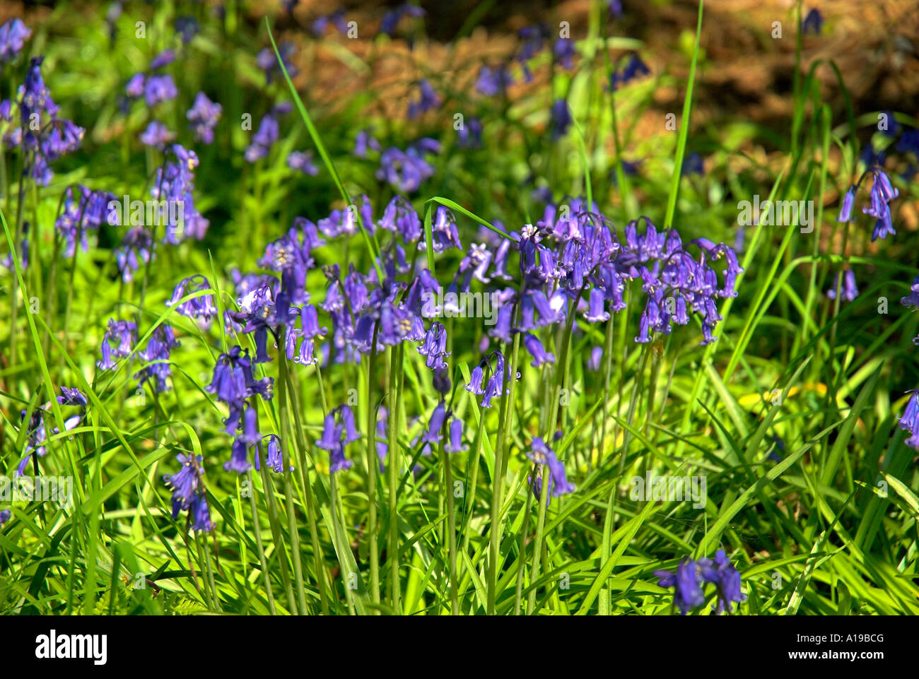 Achamore Garden Gigha High Resolution Stock Photography and Images - Alamy
