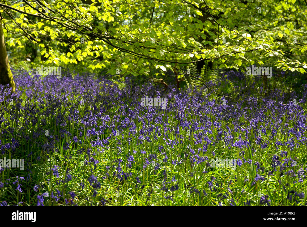 Achamore Garden Gigha High Resolution Stock Photography and Images - Alamy