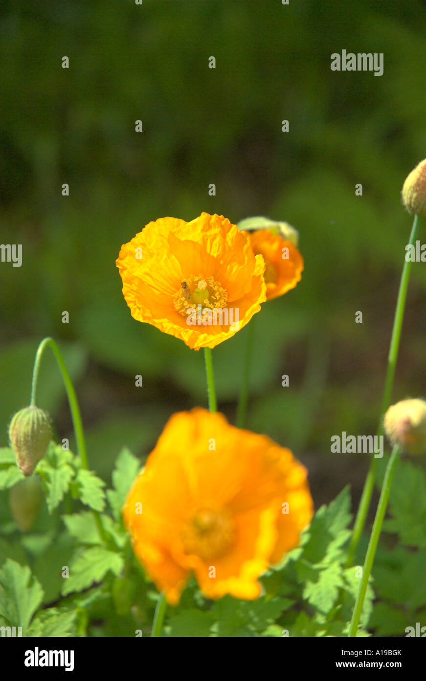 Poppies Inverewe Gardens Poolewe Wester Ross Highland Stock Photo - Alamy