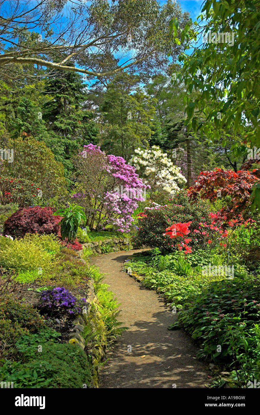 Rhododendrons & azaleas Inverewe Gardens Poolewe Wester Ross Highland ...