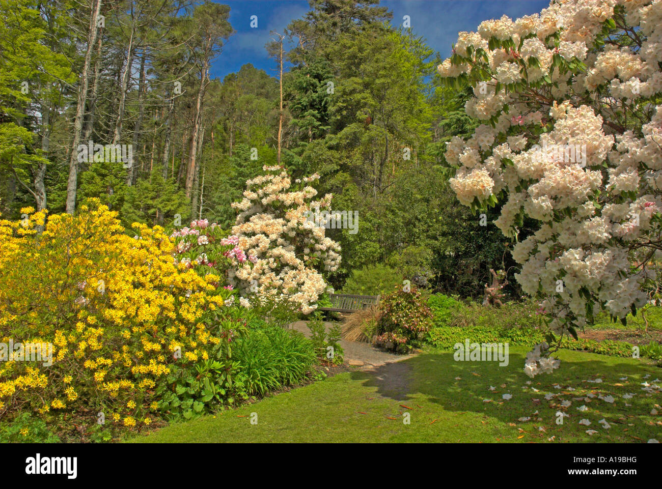 Rhododendrons & azaleas Inverewe Gardens Poolewe Wester Ross Highland ...