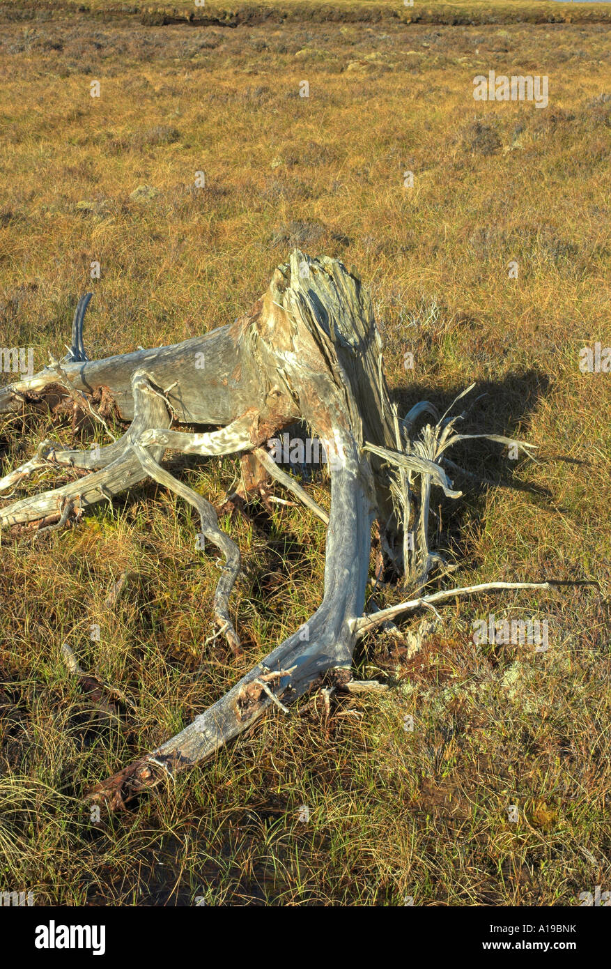 Great tree stumps hi-res stock photography and images - Alamy