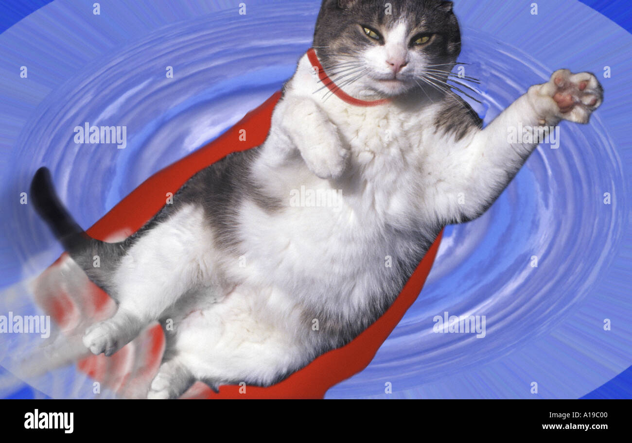 Supercat hi-res stock photography and images - Alamy