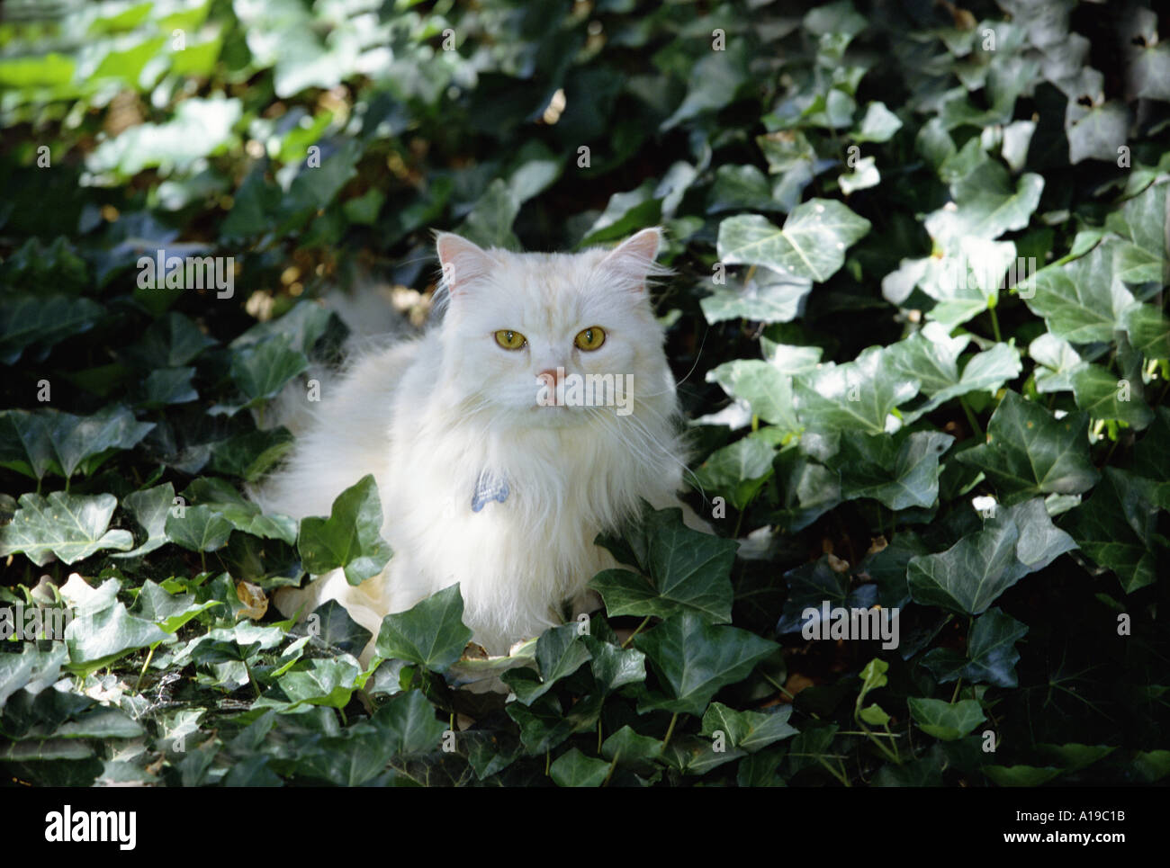 Ali cat hi-res stock photography and images - Alamy