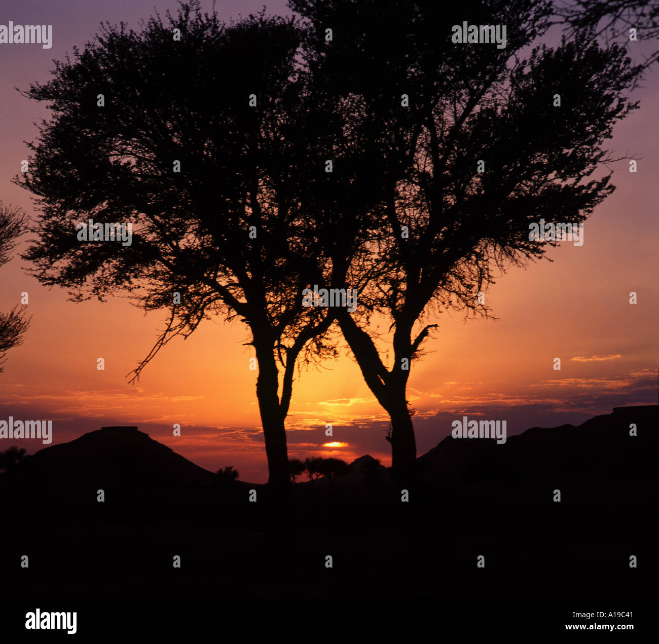 Acacia Trees At Sunset Acasia Wadi Saudi Arabia Stock Photo - Alamy