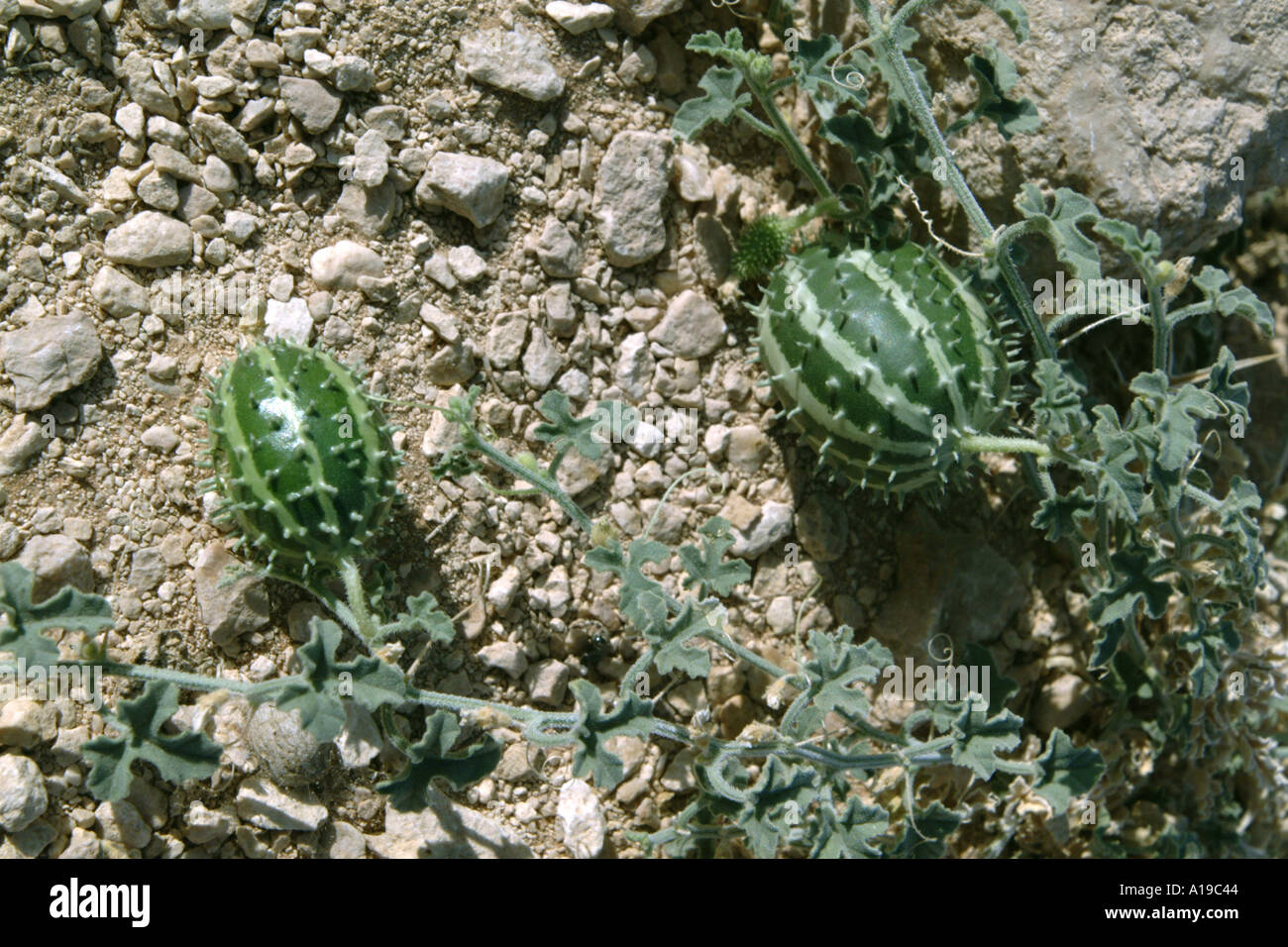 Desert gourd hi-res stock photography and images - Alamy