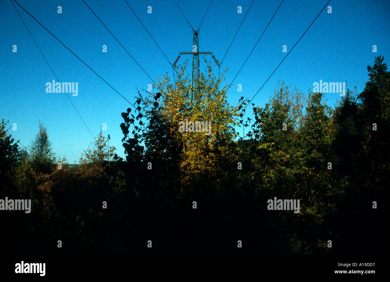 Electricity Trees and skies in Gotheburg Sweden Stock Photo - Alamy