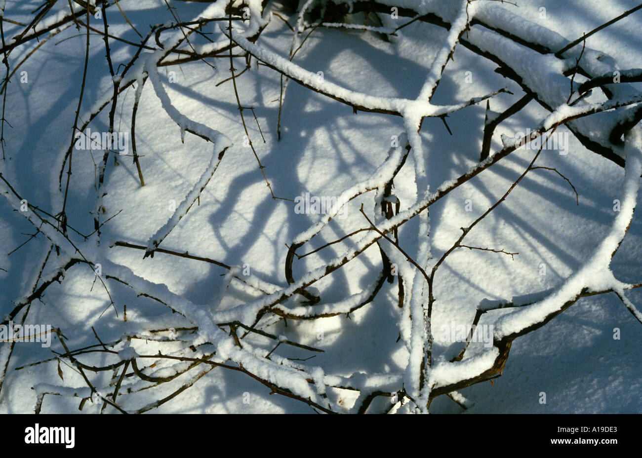Nordic branches hi-res stock photography and images - Alamy