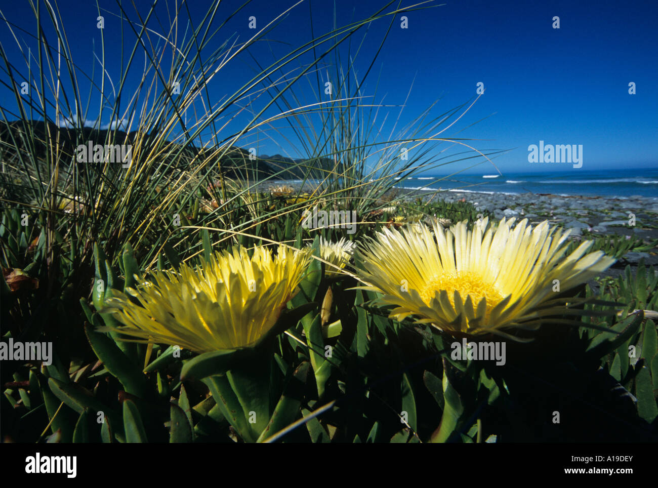 Mangamaunu new zealand hi-res stock photography and images - Alamy