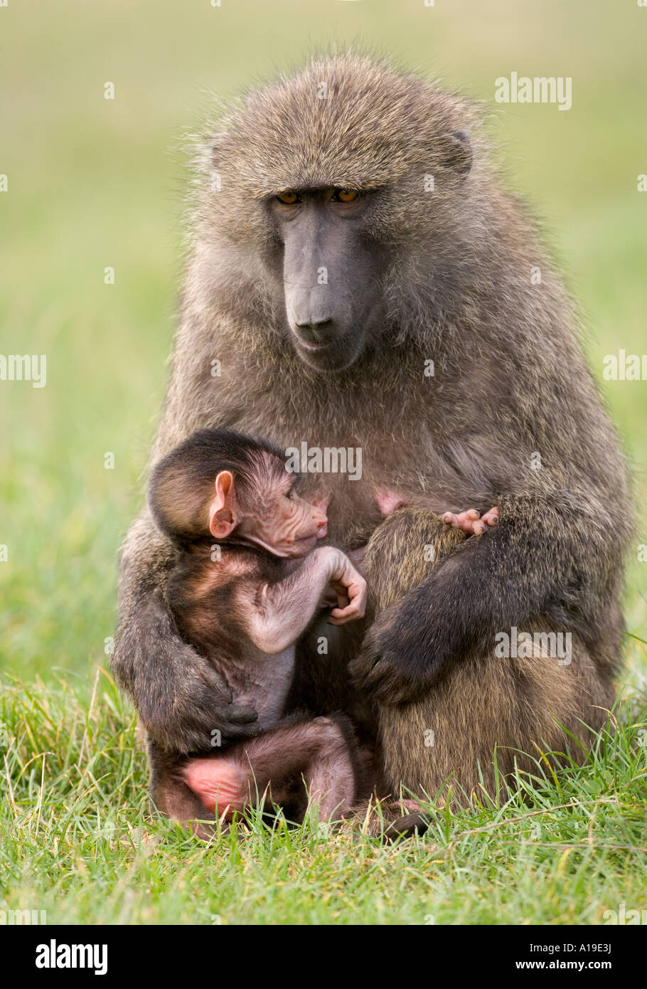 Baboon Papio anubis Stock Photo - Alamy