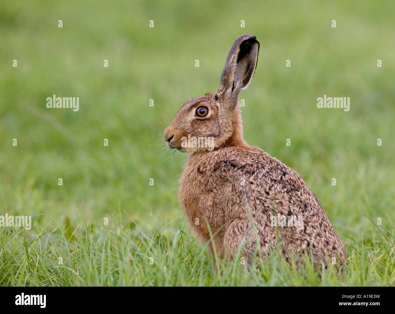 Brown Hare Lepus capensis Stock Photo - Alamy