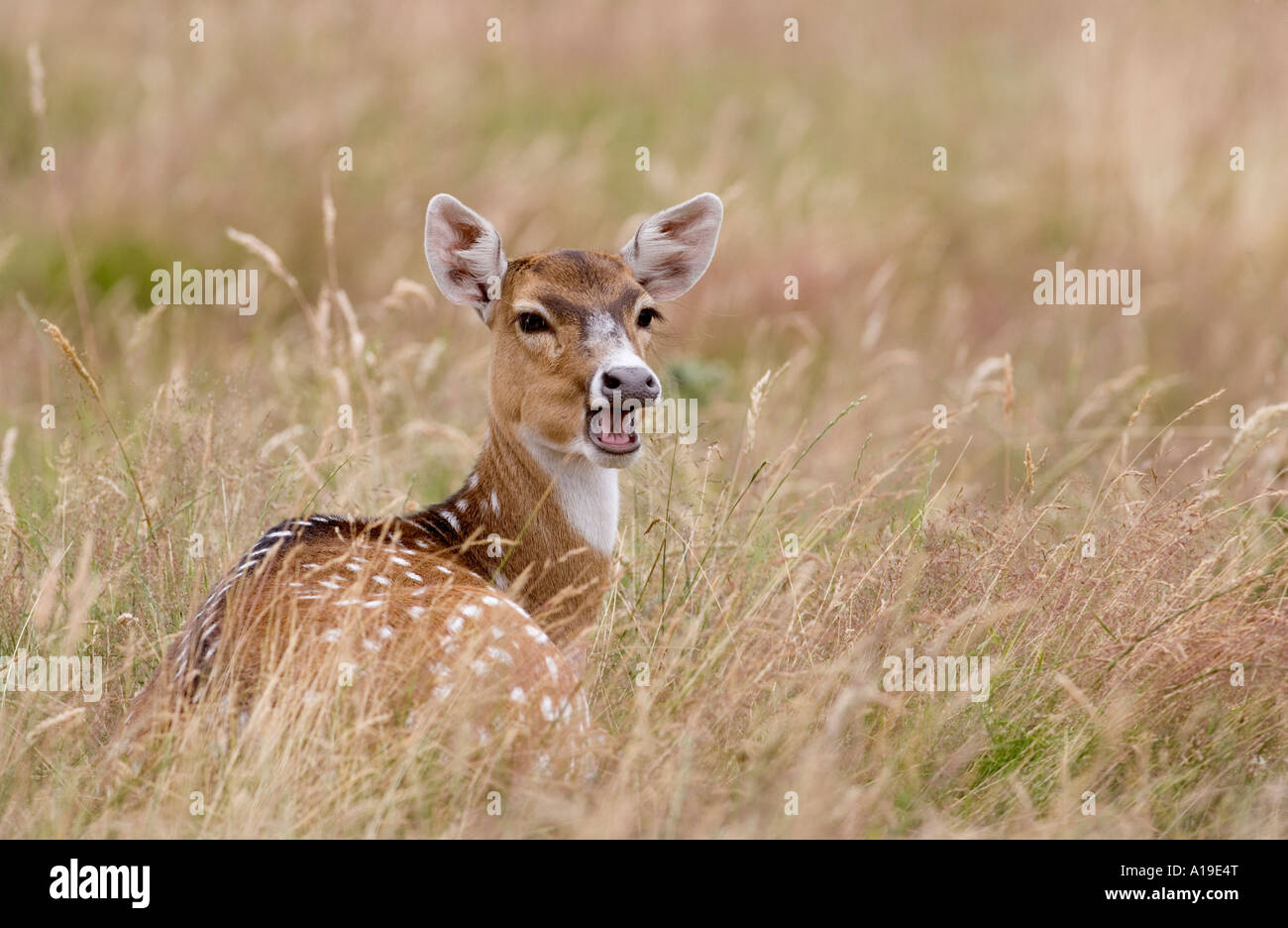 Axes Deer Axia axis Stock Photo - Alamy
