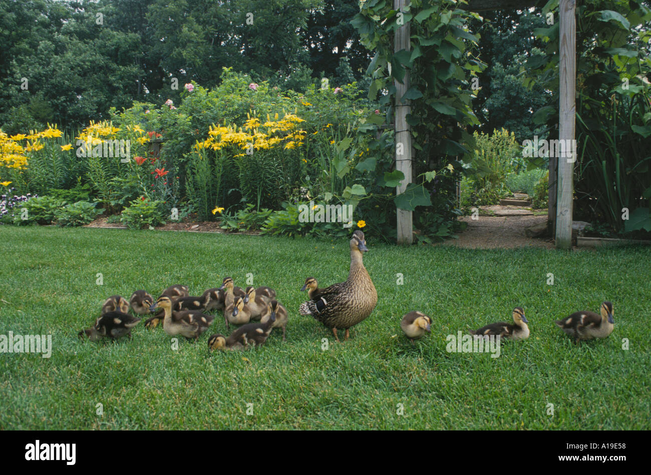 Mallard duck family with mother and many ducklings catch insects and ...