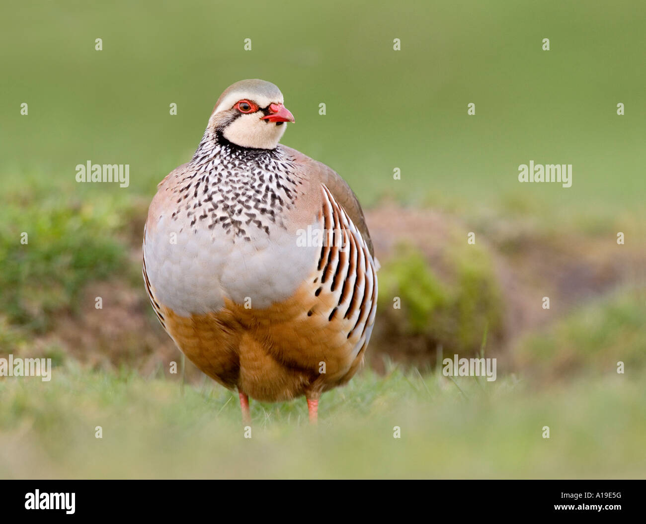 British partridge bird hi-res stock photography and images - Alamy