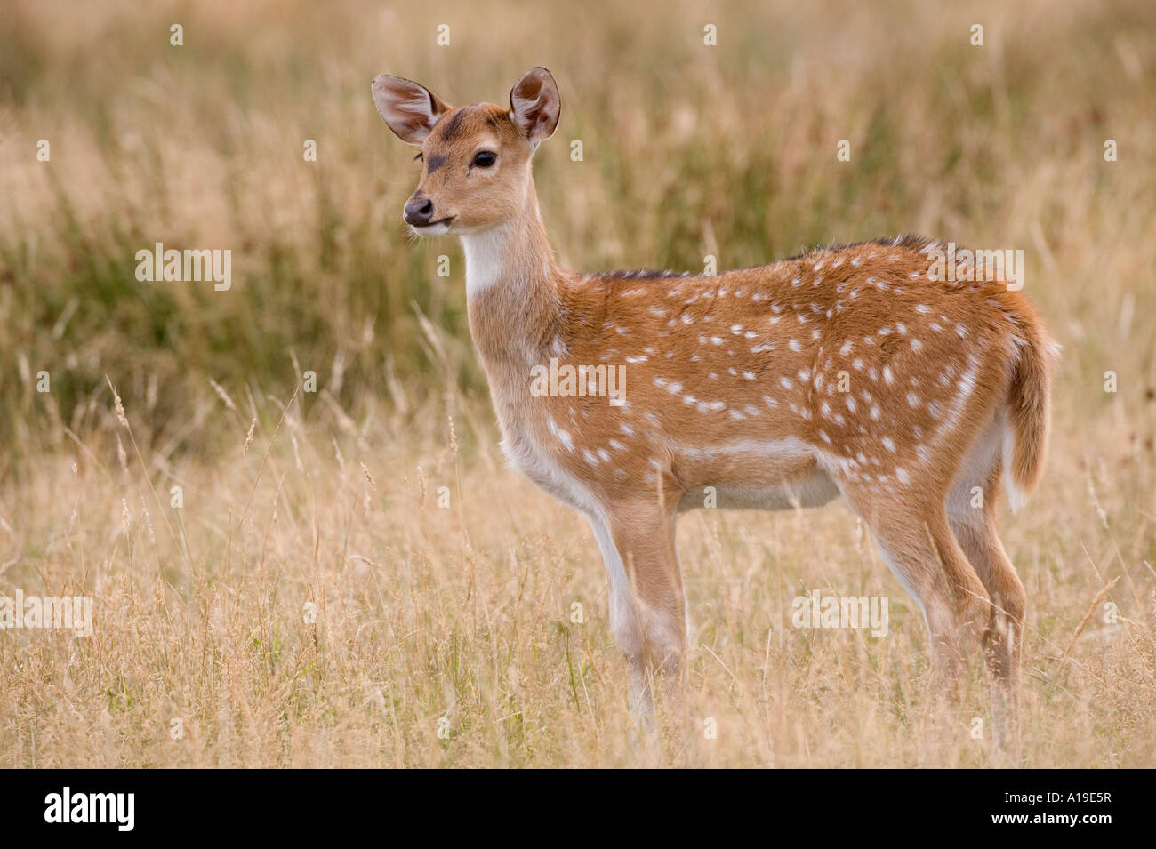 Axes Deer Axia axis Stock Photo - Alamy