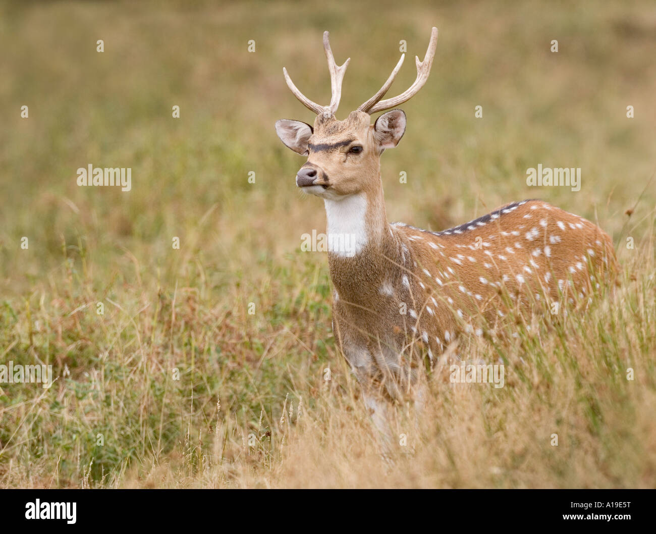 Axes Deer Axia axis Stock Photo - Alamy