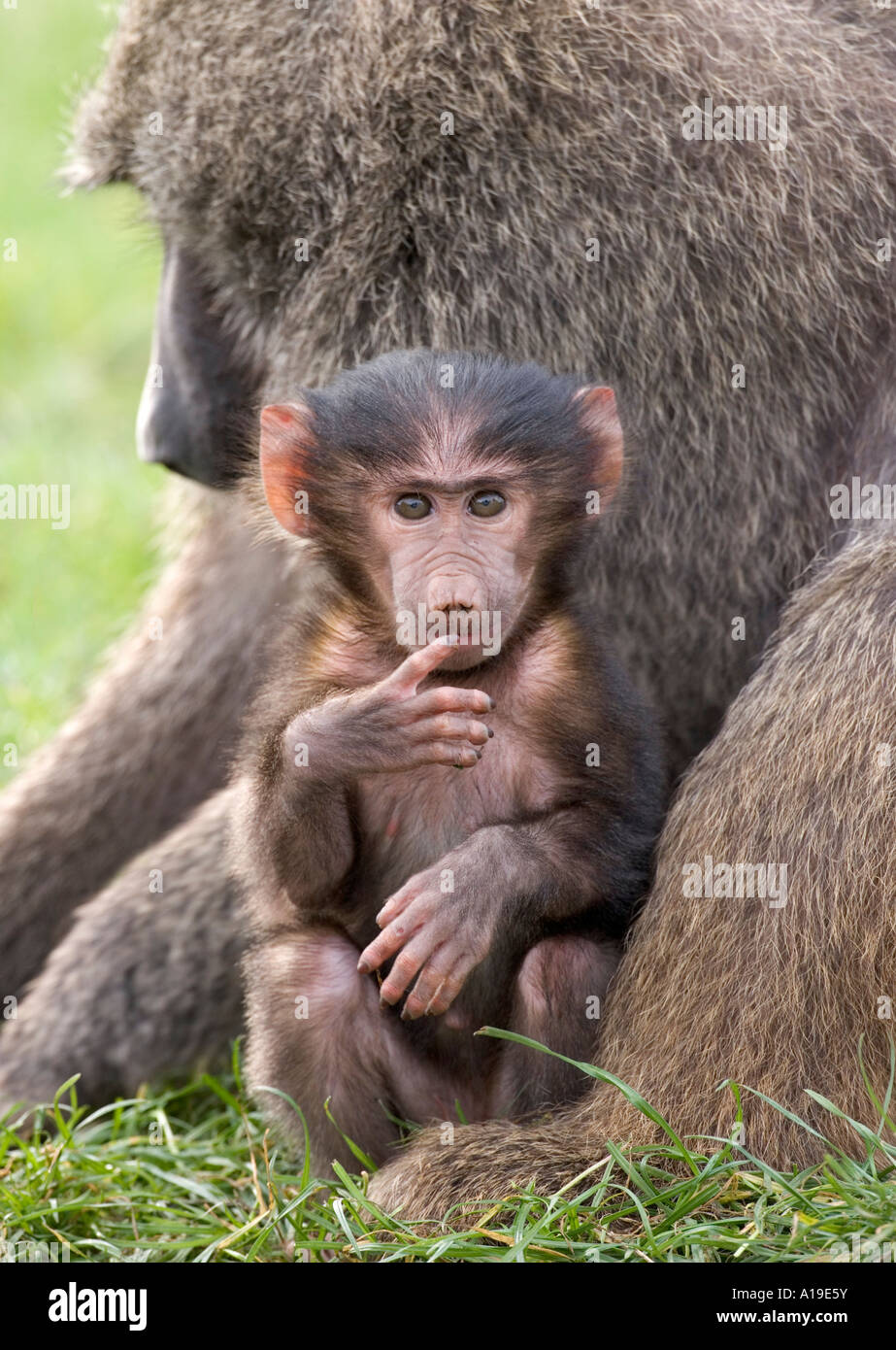 Baboon Papio anubis Stock Photo - Alamy