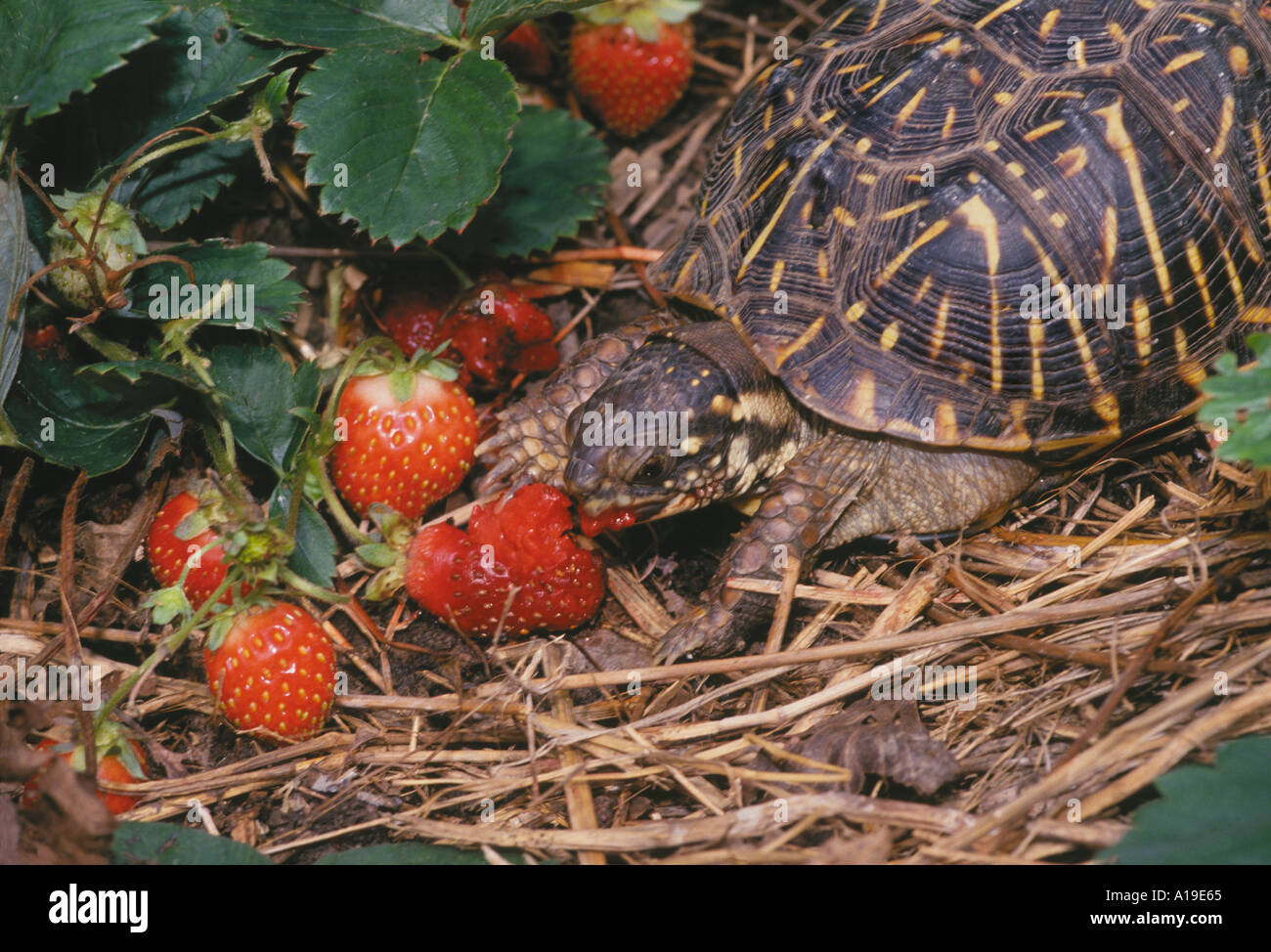 An Ornate box turtle, terrapene ornata, is enthusiastically being a ...