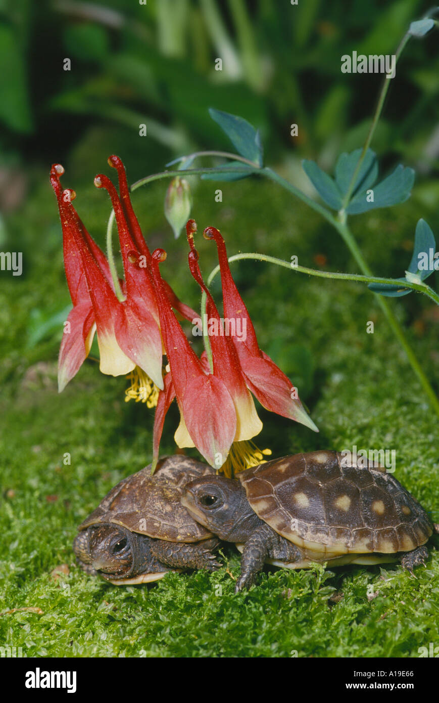 Three toed box turtles hi-res stock photography and images - Alamy