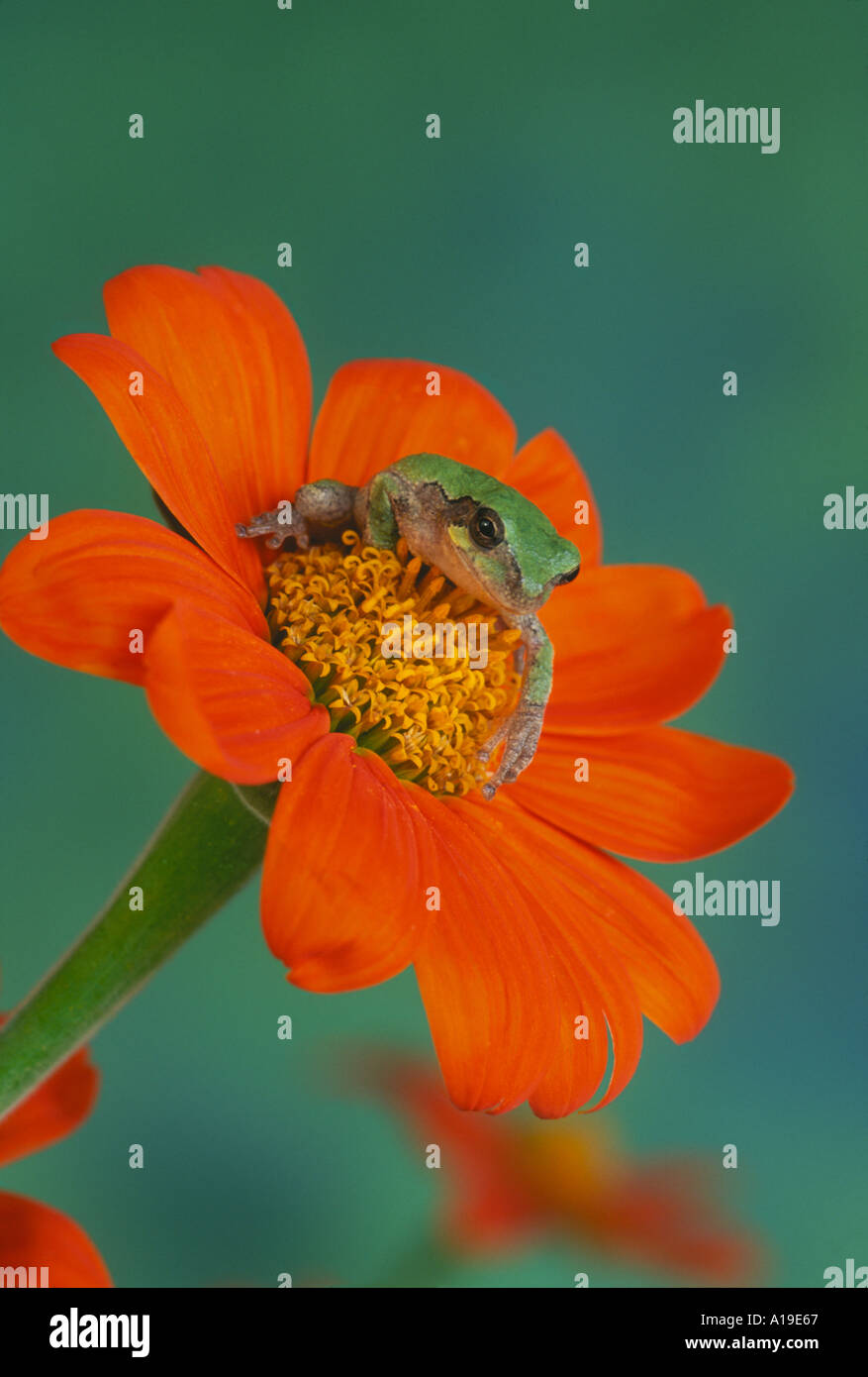 Cute Tree frog in green phase sits in the middle of an orange Tithonia ...