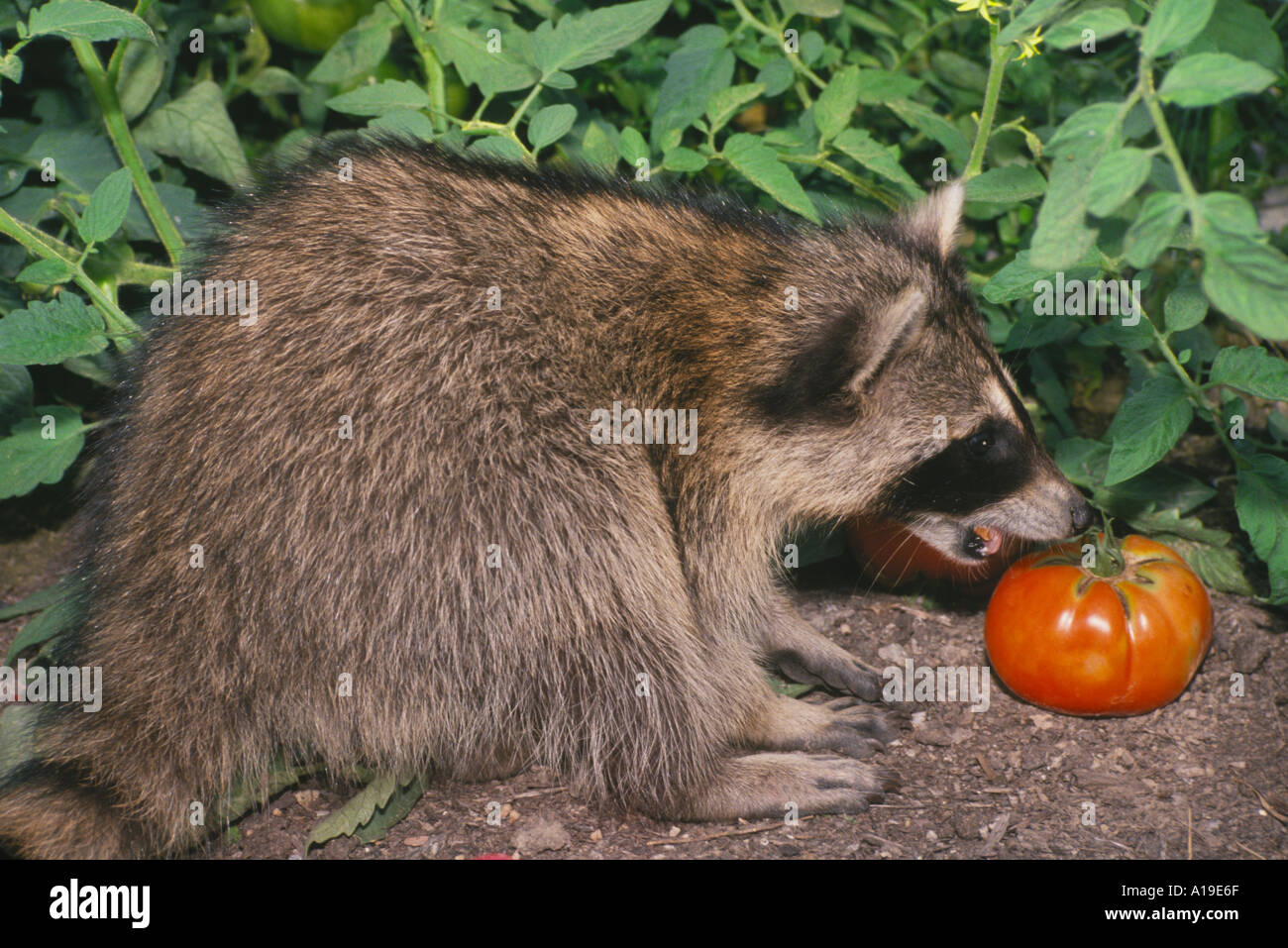 Raccoons eat plants and animals hi-res stock photography and images - Alamy
